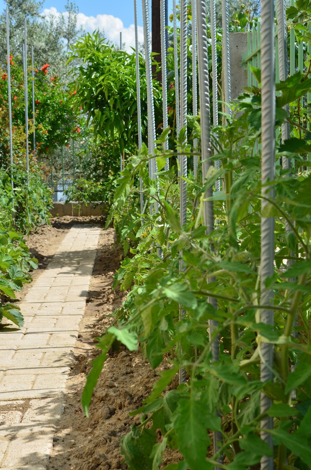 Jurnal de gradina: Rosii si mure