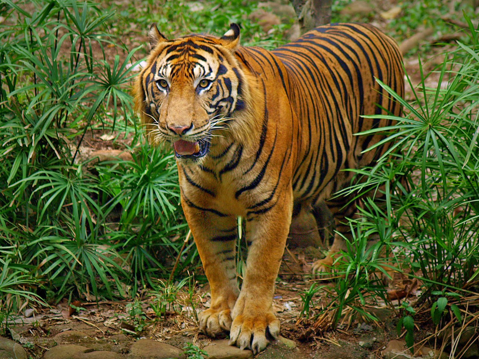 wallpaper untukl pc dan android bang samin: hewan mamalia anjing, babi ...