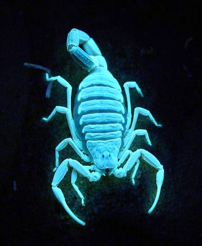 Fantastice: Semnificatia scorpionului