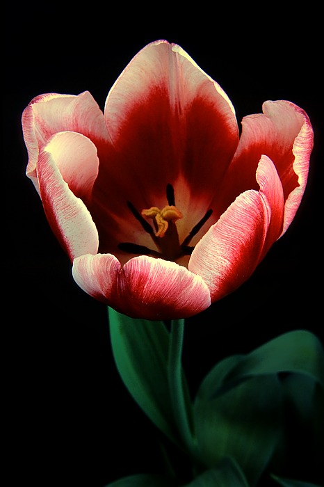 Flowerstory: Tulip