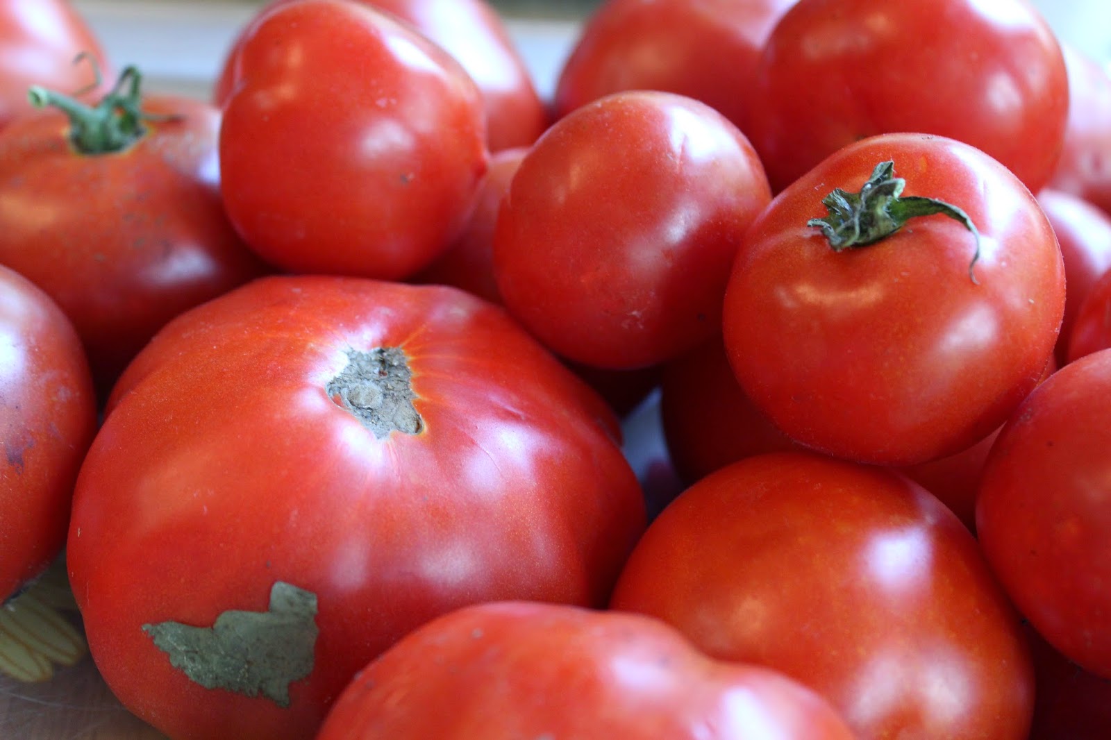 When To Plant Tomatoes In Ohio - Plant Ideas