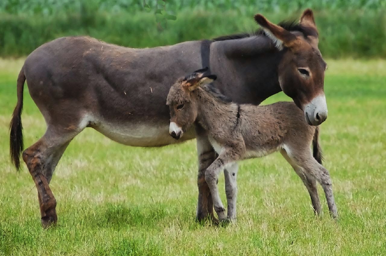 world nature and animal pictures: hd nature donkeys