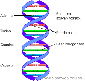 Tema 4: ADN y GENES. Rodrigo Alvarado