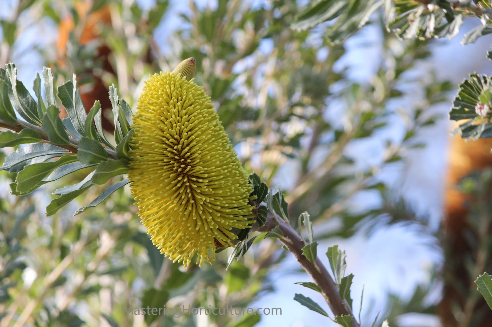 Mastering Horticulture: Banksia integrifolia
