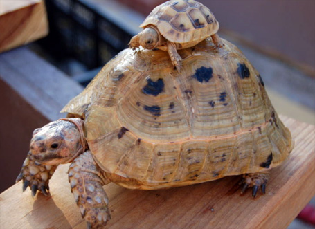 The Lavish Life of Henry: My Cousin: The Golden Greek Tortoise