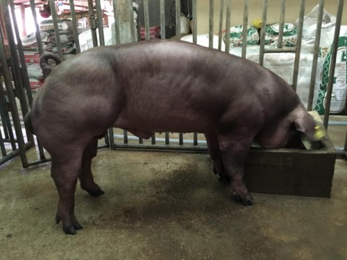 Γουρούνια που μοιάζουν με τον Hulk! - Πιερία