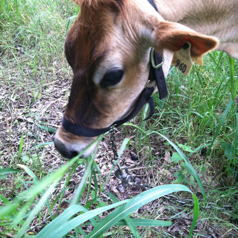 Homestead Catholic: To Tether a Cow