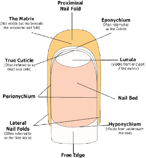 Fingernail/ظفر/指甲(Zhǐjiǎ) | Step by step into english in English