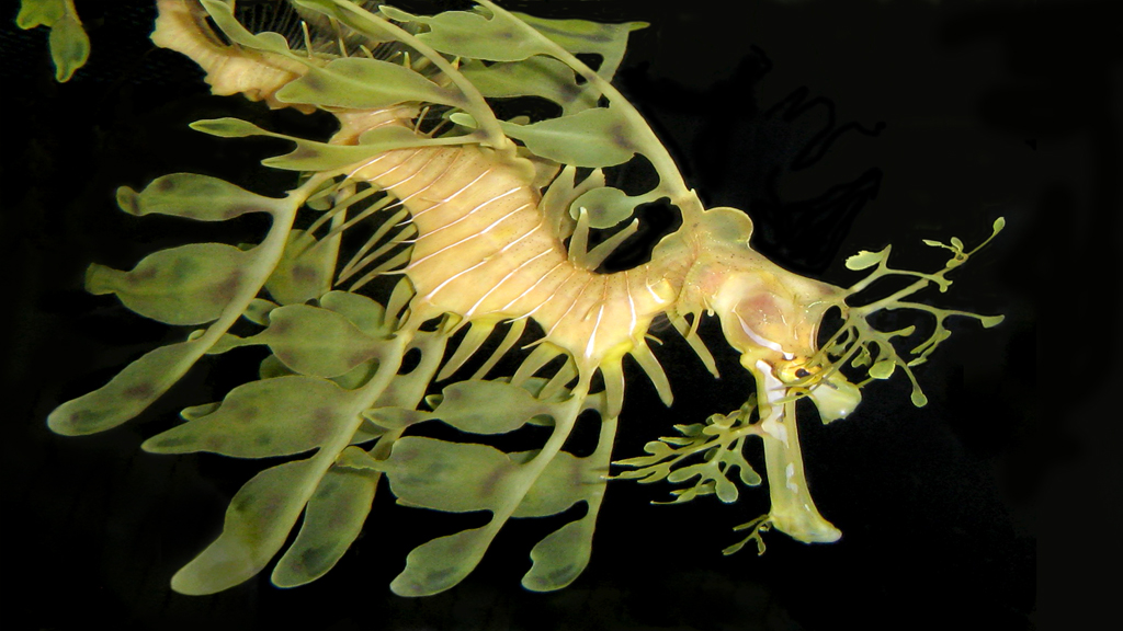 ThirdSpace: Sea Dragon