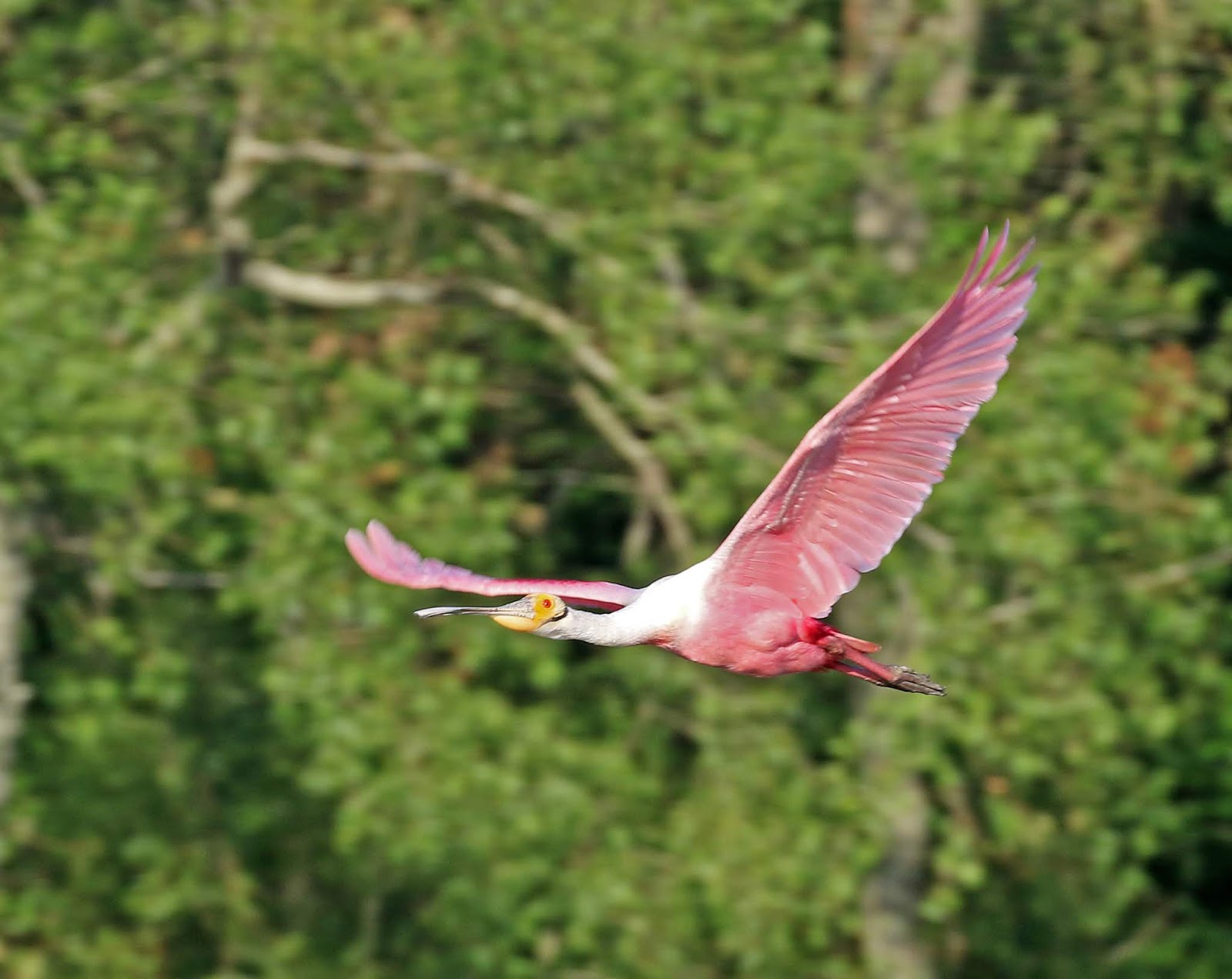 Mark & Teri's Travels: Rip's Rookery and What Is That Noise???