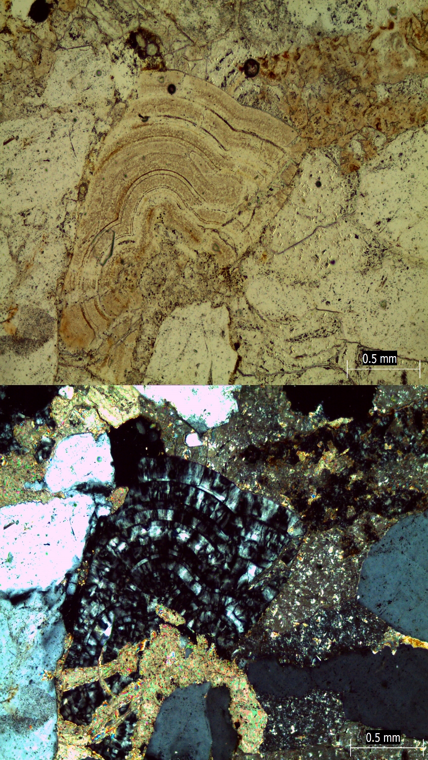 Rapid Uplift: Photomicrograph: Botryoidal Silica And Dolomite Cement In ...