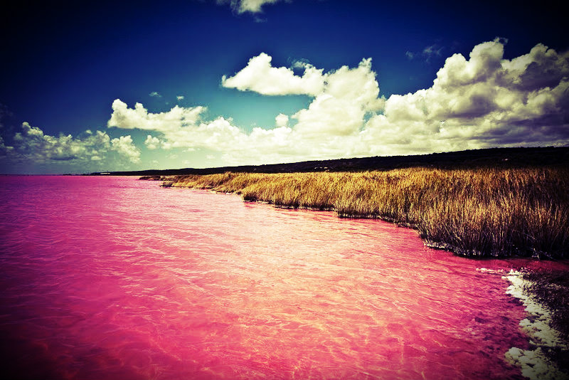 Professor Alírio Soares: Lagos Cor-de-rosa ao redor do mundo!