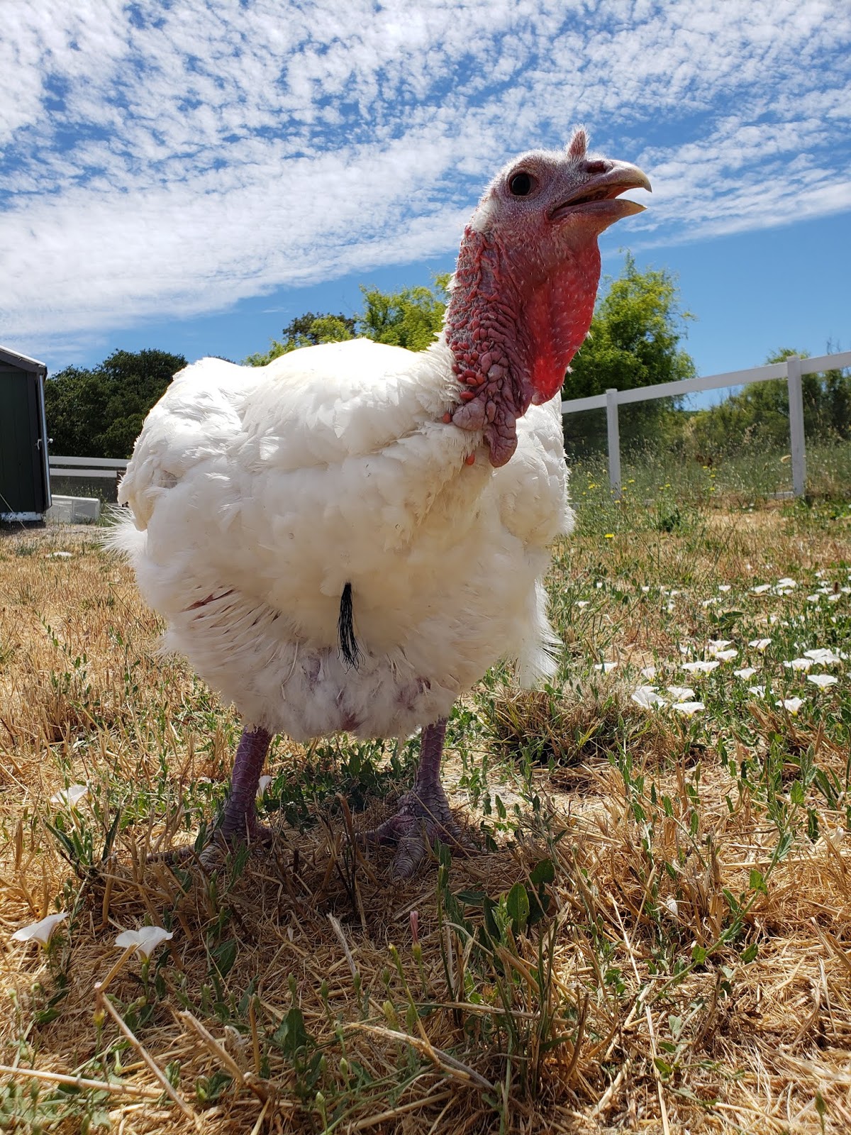 Charlie's Acres: Turkey Care