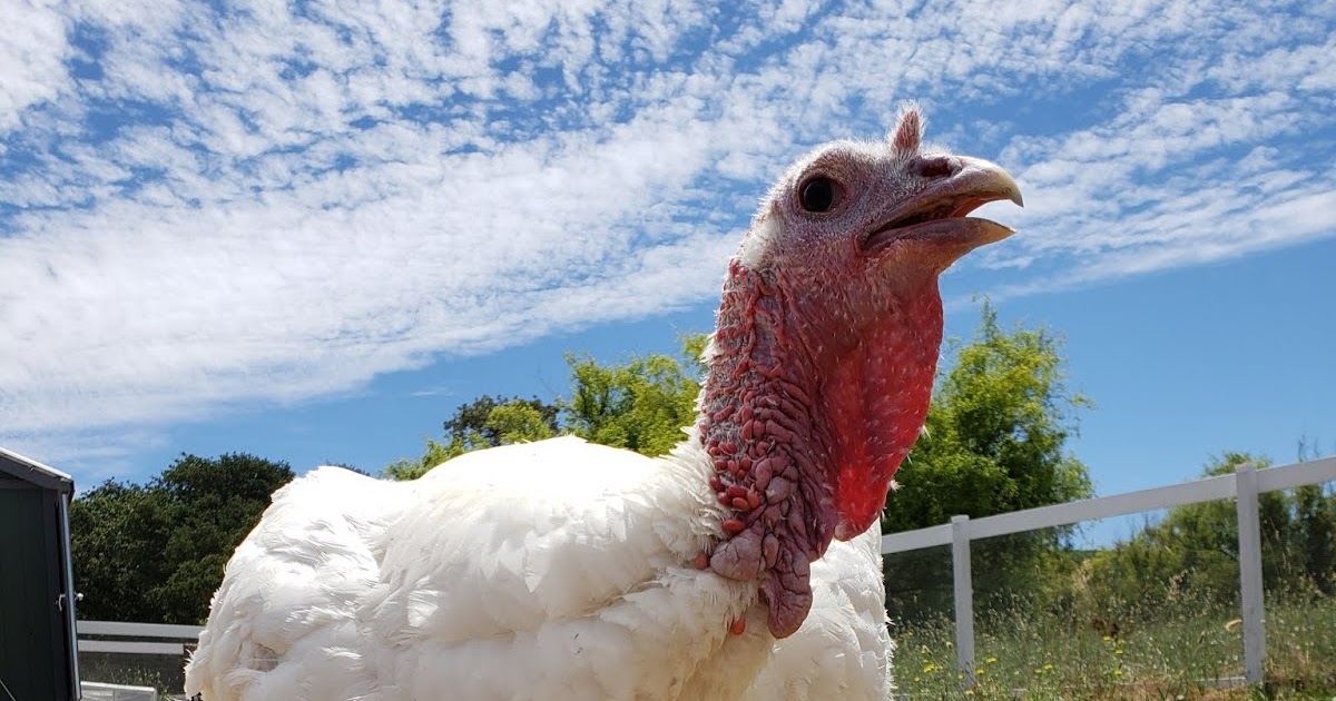 Charlie's Acres: Turkey Care
