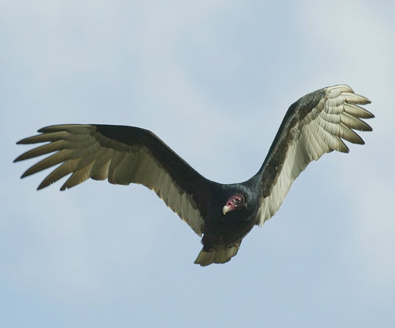 Vulture