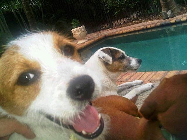 Sudden, Random, Unprovoked & Violent: How many companion animals do pit ...