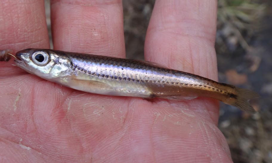 Ben Cantrell's fish species blog: Tennessee winter microfishing