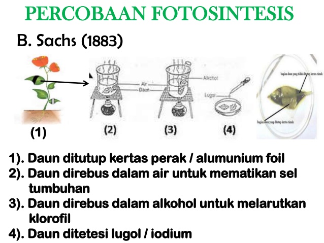Percobaan Fotosintesis (Sachs, Engelmann, Ingenhouz) - Cerdas Biologi