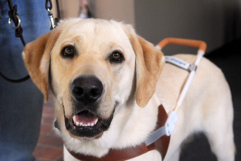 White Wolf : Guide dog saves two people from out-of-control car (VIDEO)