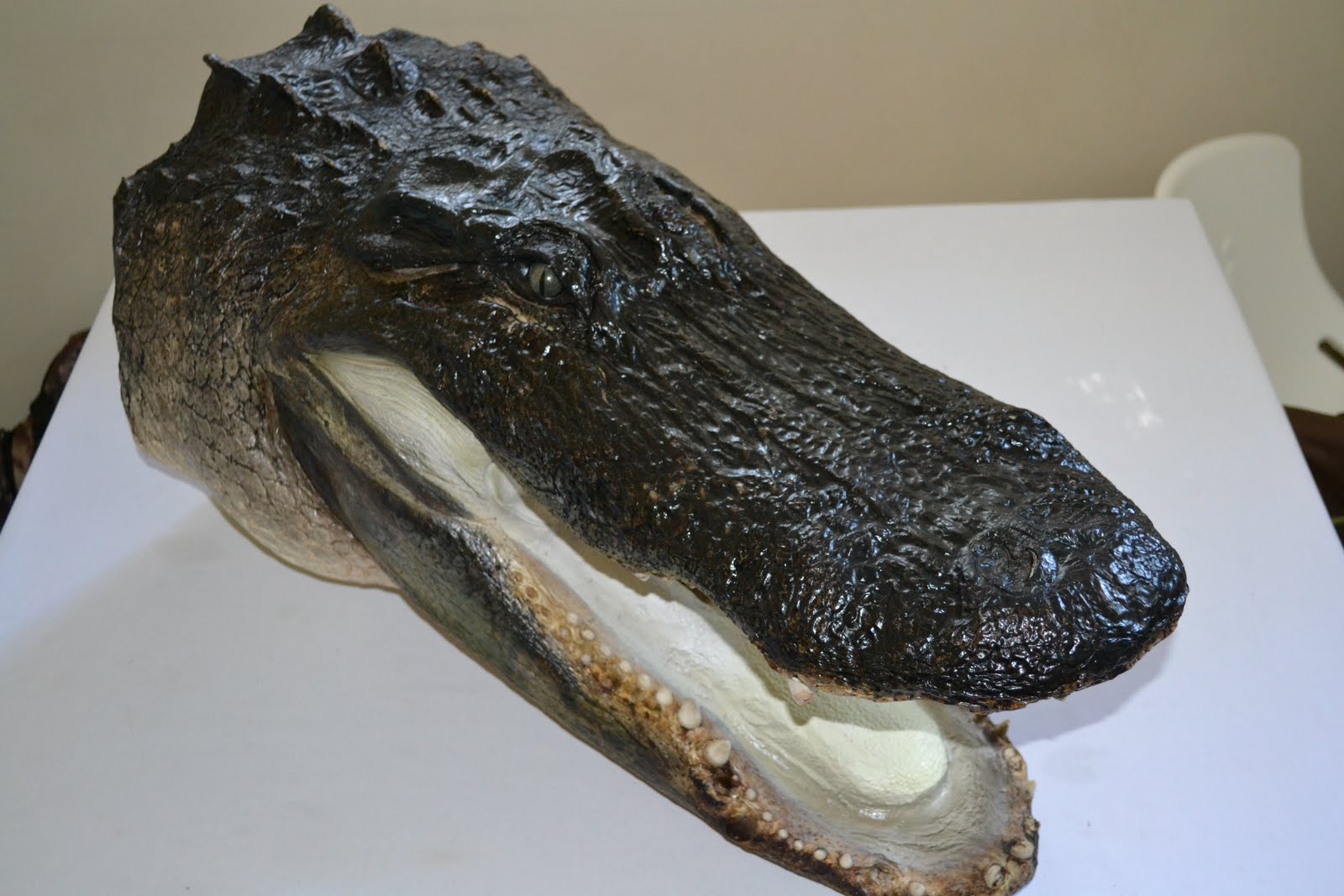 The Wild Life: The Gator Mount