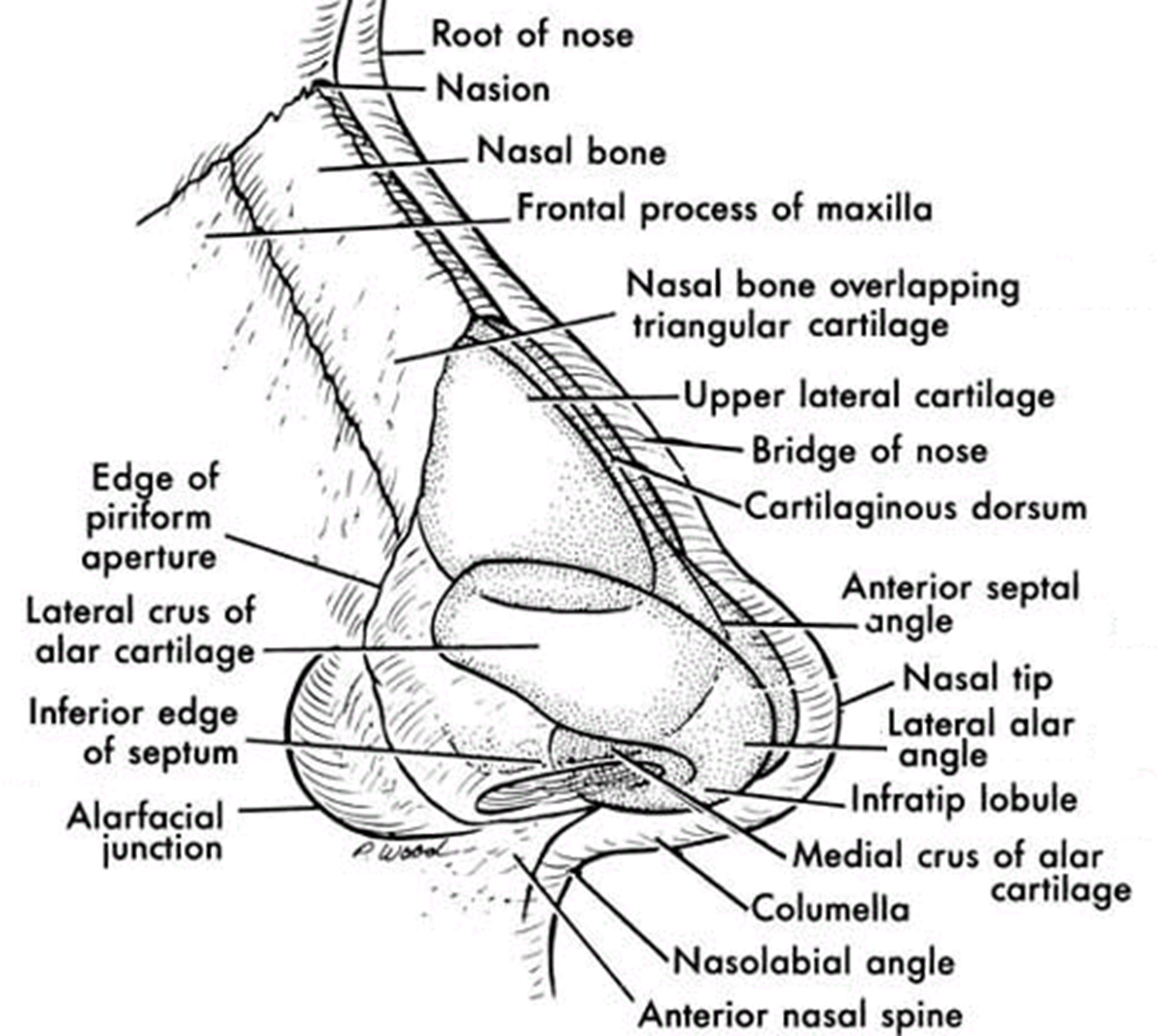 ENT Doctors: Functional Septo-rhino-Plasty
