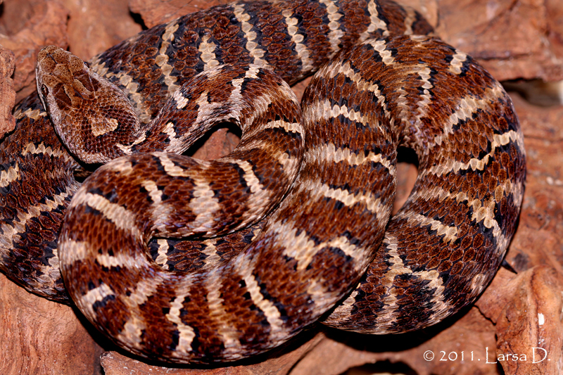 VIPERA CAUCASICA
