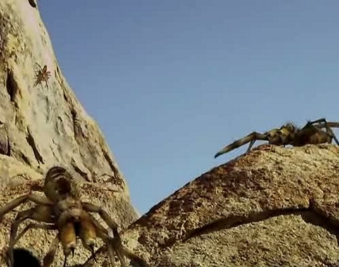 CANON MOVIES: JIM WYNORSKI: TOP FILMS