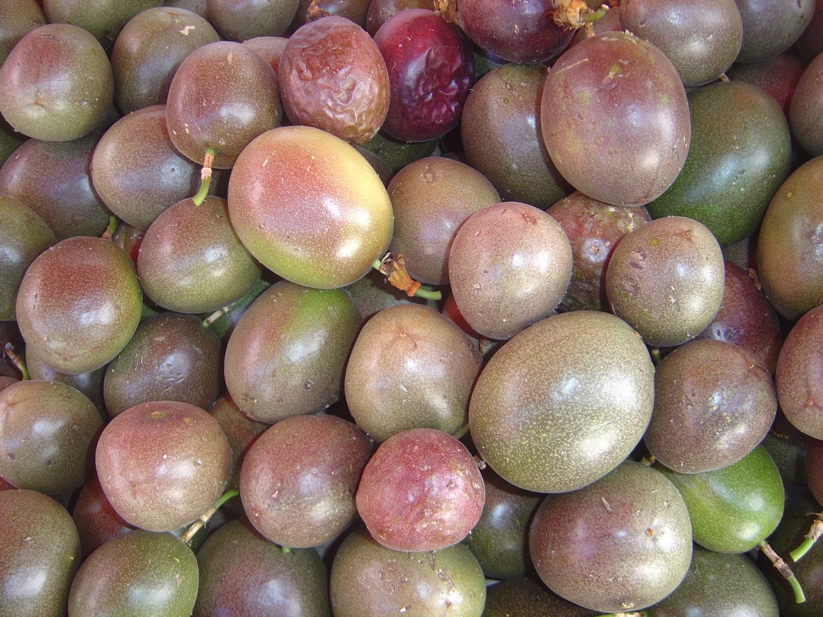 Maracujá Vermelho Azedo - Passiflora Panamá Red