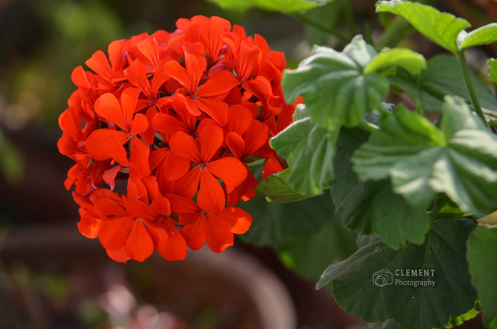 My Clicks: Geranium Flower