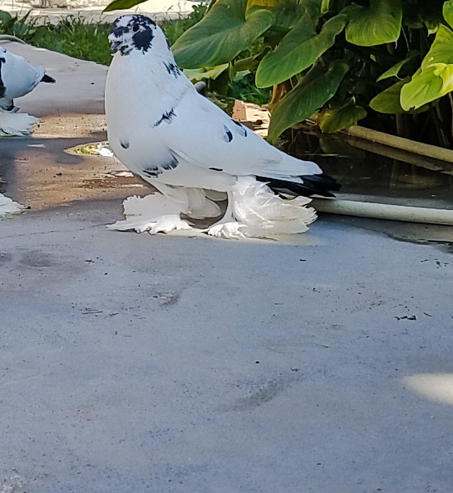 PIGEON SPORT ALBANIA: Pellumba me cafk para (PIGEON 7 ALBANIA)