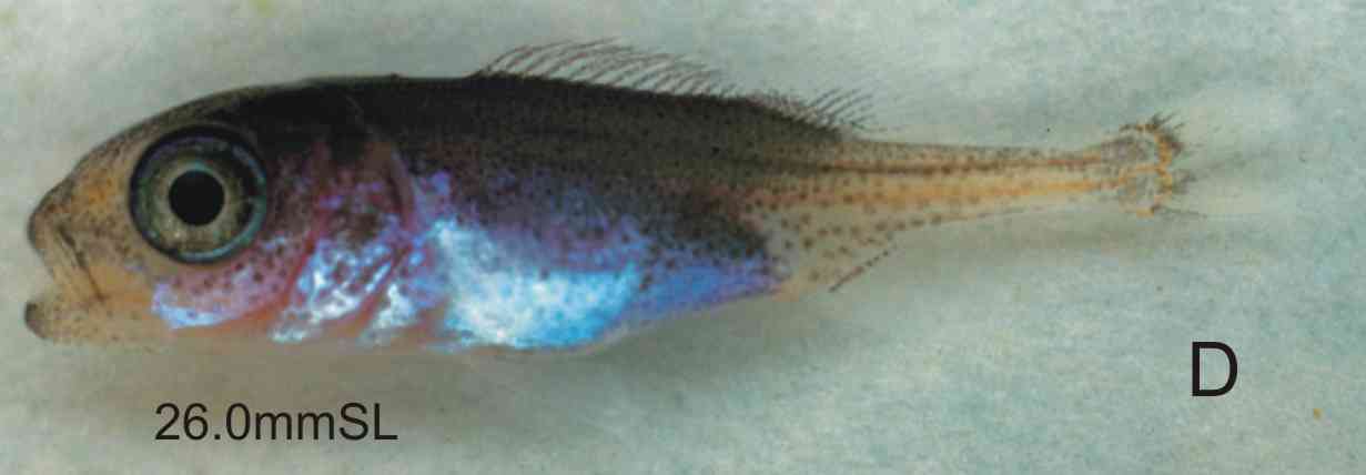 Artes de Pesca: ACTINOPTERYGII