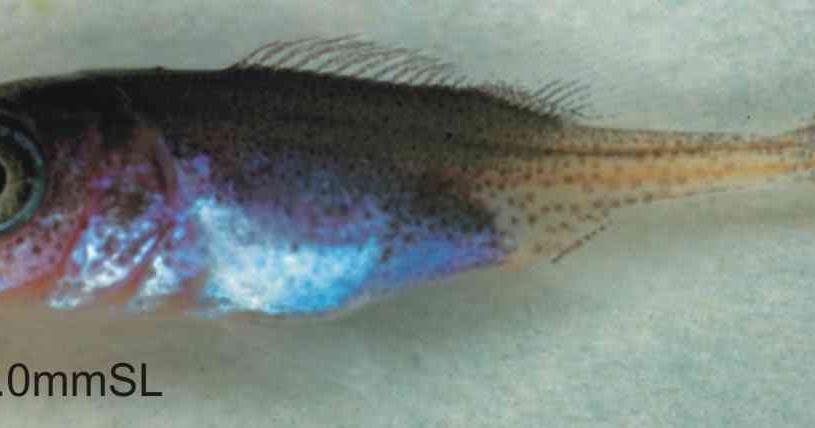 Artes de Pesca: ACTINOPTERYGII