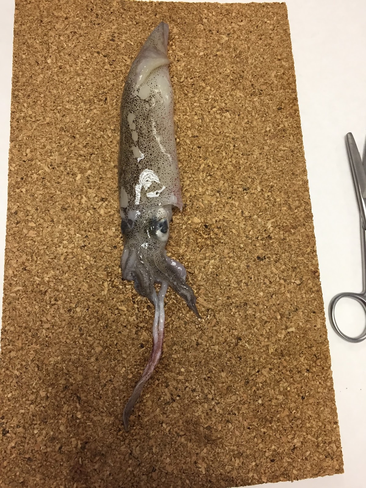 Biología y ANAtomía de 1ºBach: Práctica de DISECCIÓN DE UN CALAMAR