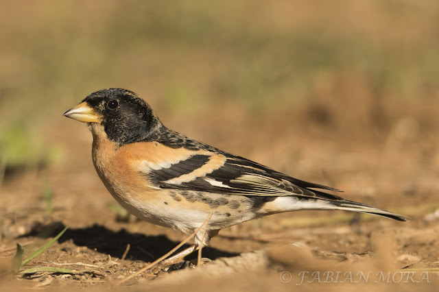 FOTO DE NATURALEZA FABIAN - MORA: PINZON REAL (Fringilla montifringilla)