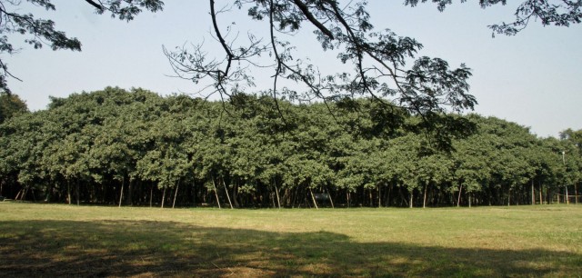 Pix Grove: The Great Banyan Tree