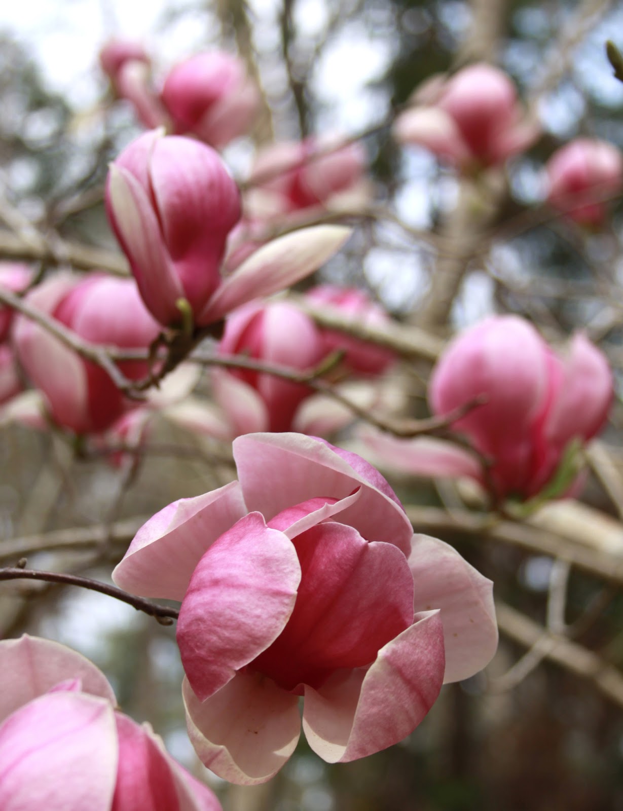 Sweet Southern Days: Japanese Magnolia Blossoms