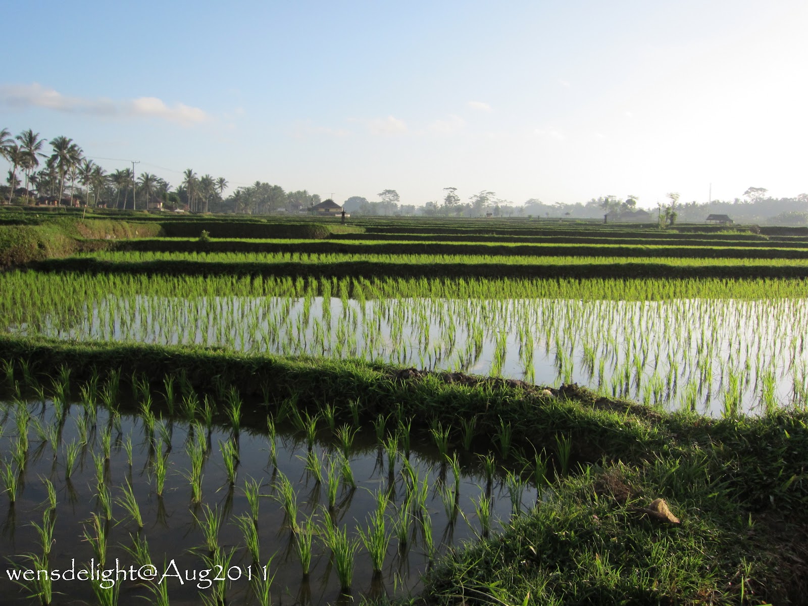 Wen's Delight: Rice Paddy Fields @ Ubud, Bali