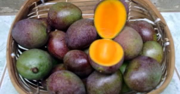 Ciri-ciri Pohon Mangga Kasturi (Mangifera Kasturi Costerm) | SUKU DAYAK