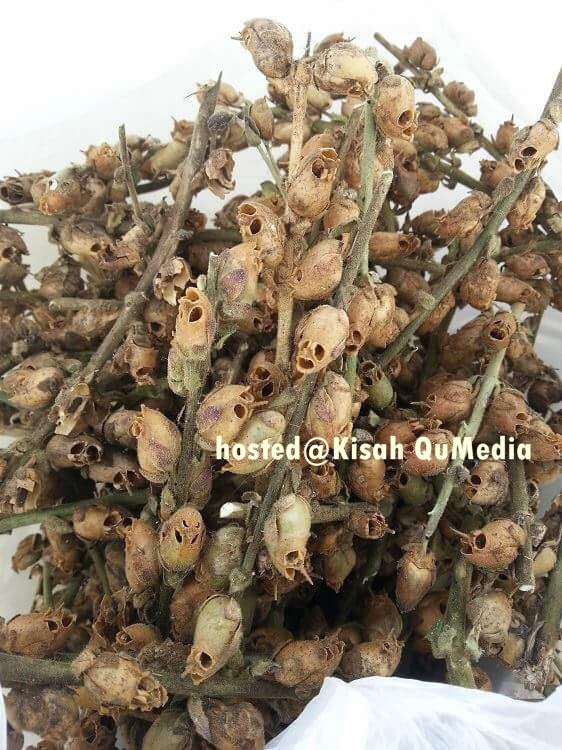 Pohon Zaqqum Yang Menakutkan (Makanan Penghuni Neraka) ~ Zon Info Terkini