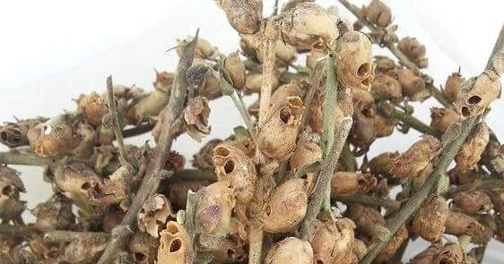 Pohon Zaqqum Yang Menakutkan (Makanan Penghuni Neraka) ~ Zon Info Terkini