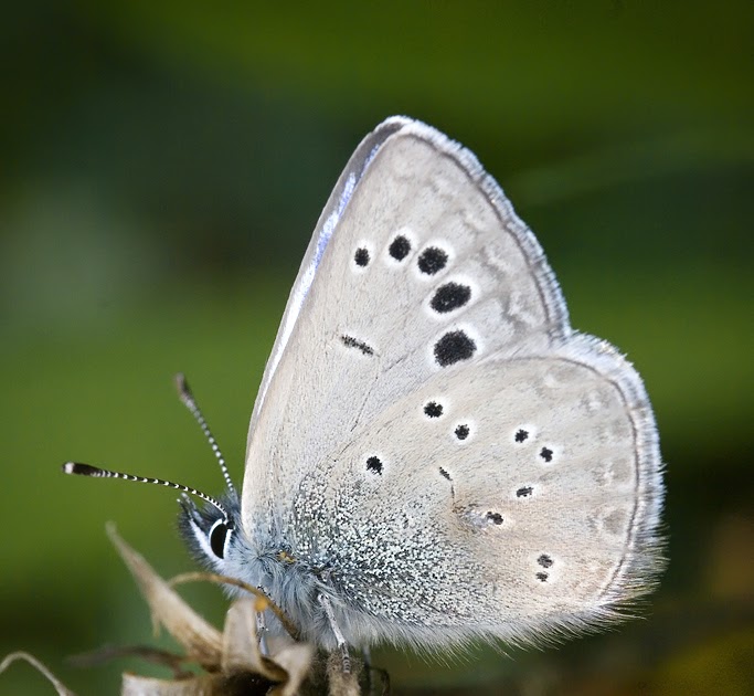 Invertebrados de Huesca: Glaucopsyche melanops (Escamas azules) macho ...