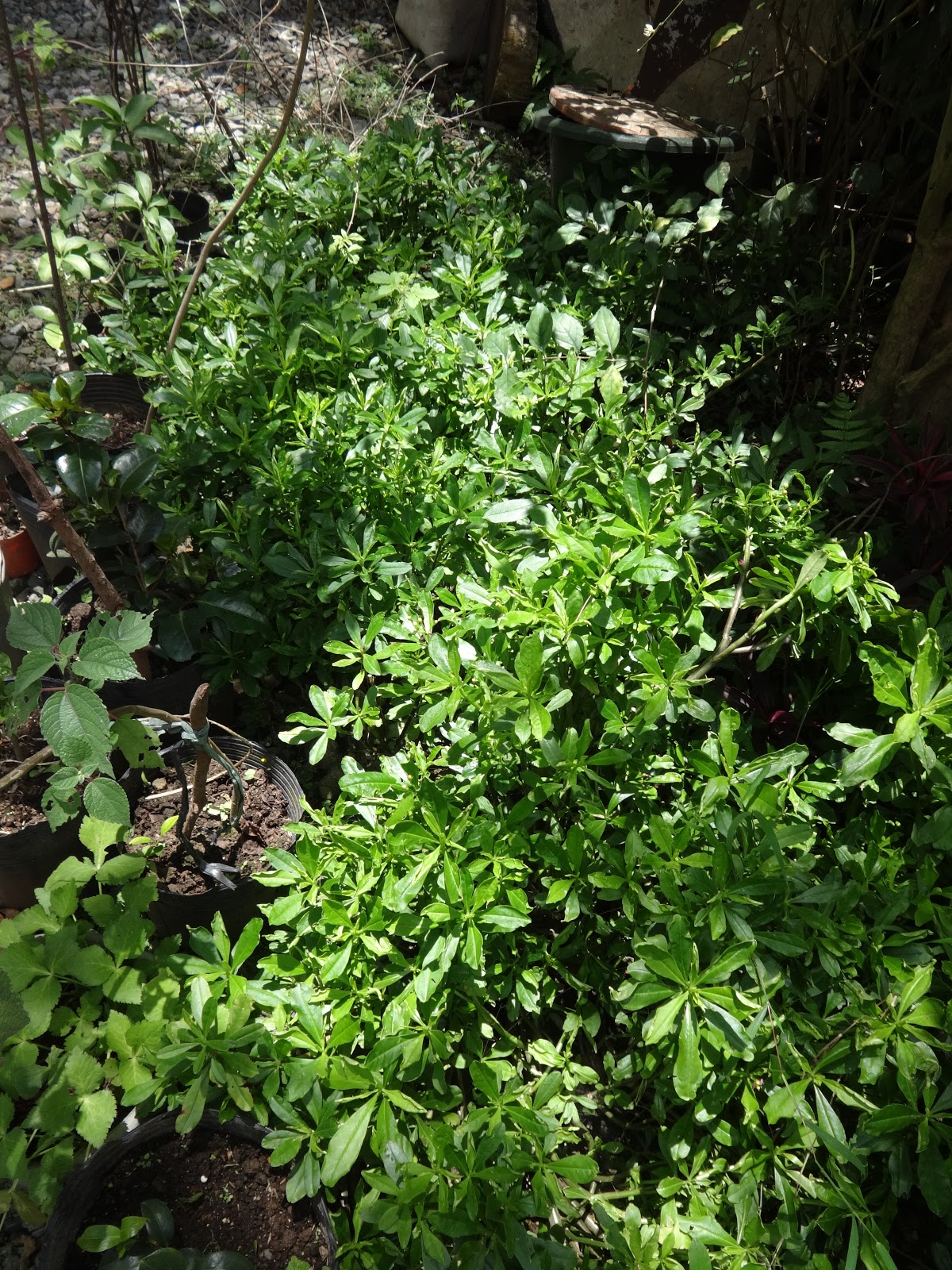 Herbs from Distant Lands: Talinum triangulare - Philippine Spinach ...