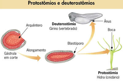 Sala BioQuímica: Fecundação e embriogênese