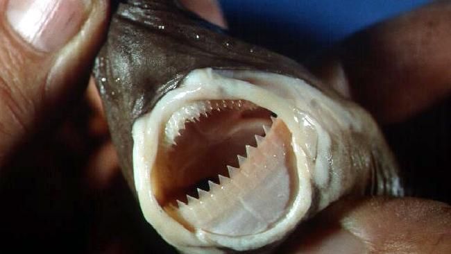 Los 5 peces más feos que quizás no conoces