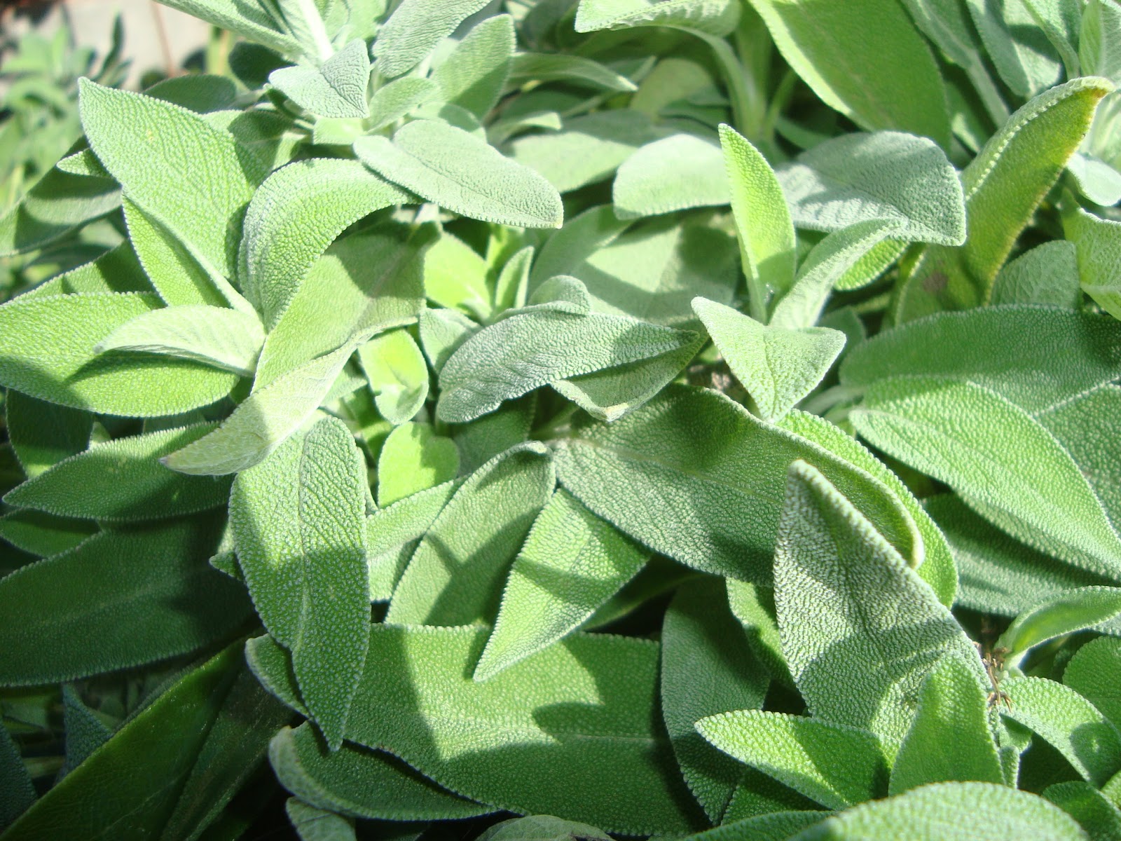 Floresamatxo. Todo sobre las Flores: consejos para cuidar tus flores y ...