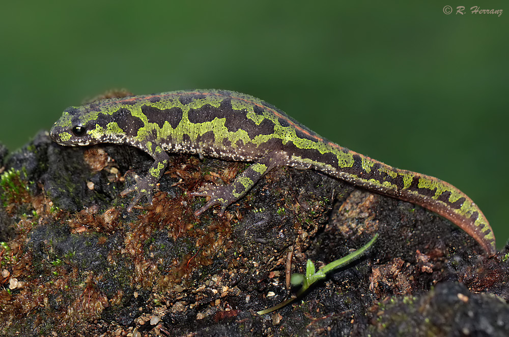 fotosricardo-h: TRITÓN PIGMEO - Southern marbled newt