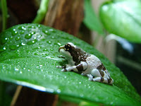 Peroratio: (2013/287) "Sapo-leite" da Amazônia - mas eu vou chamar de ...