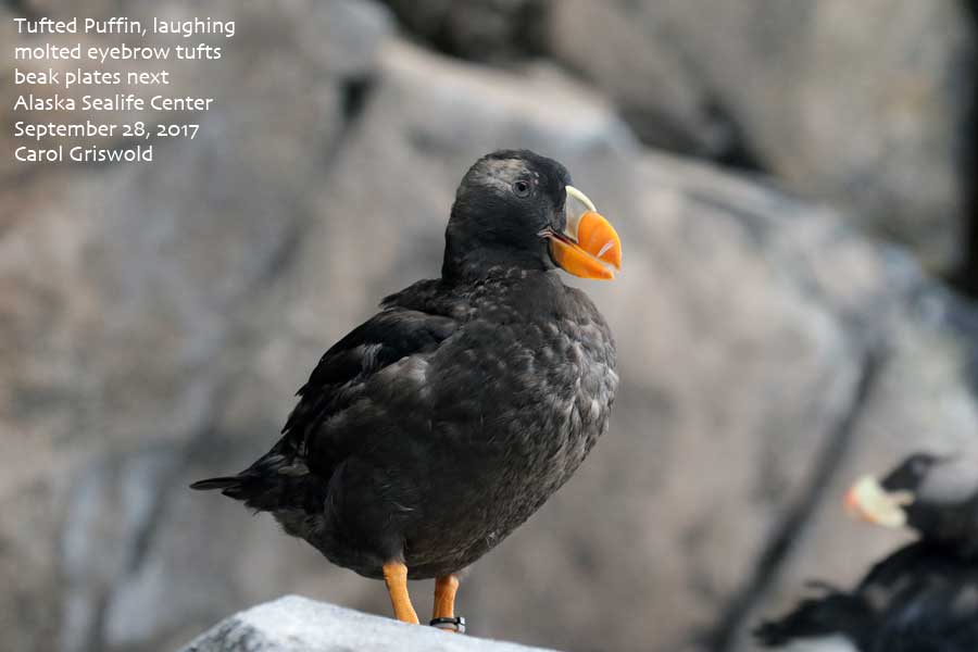 Sporadic Bird from Seward, Alaska : Thursday, September 28, 2017 Alaska ...