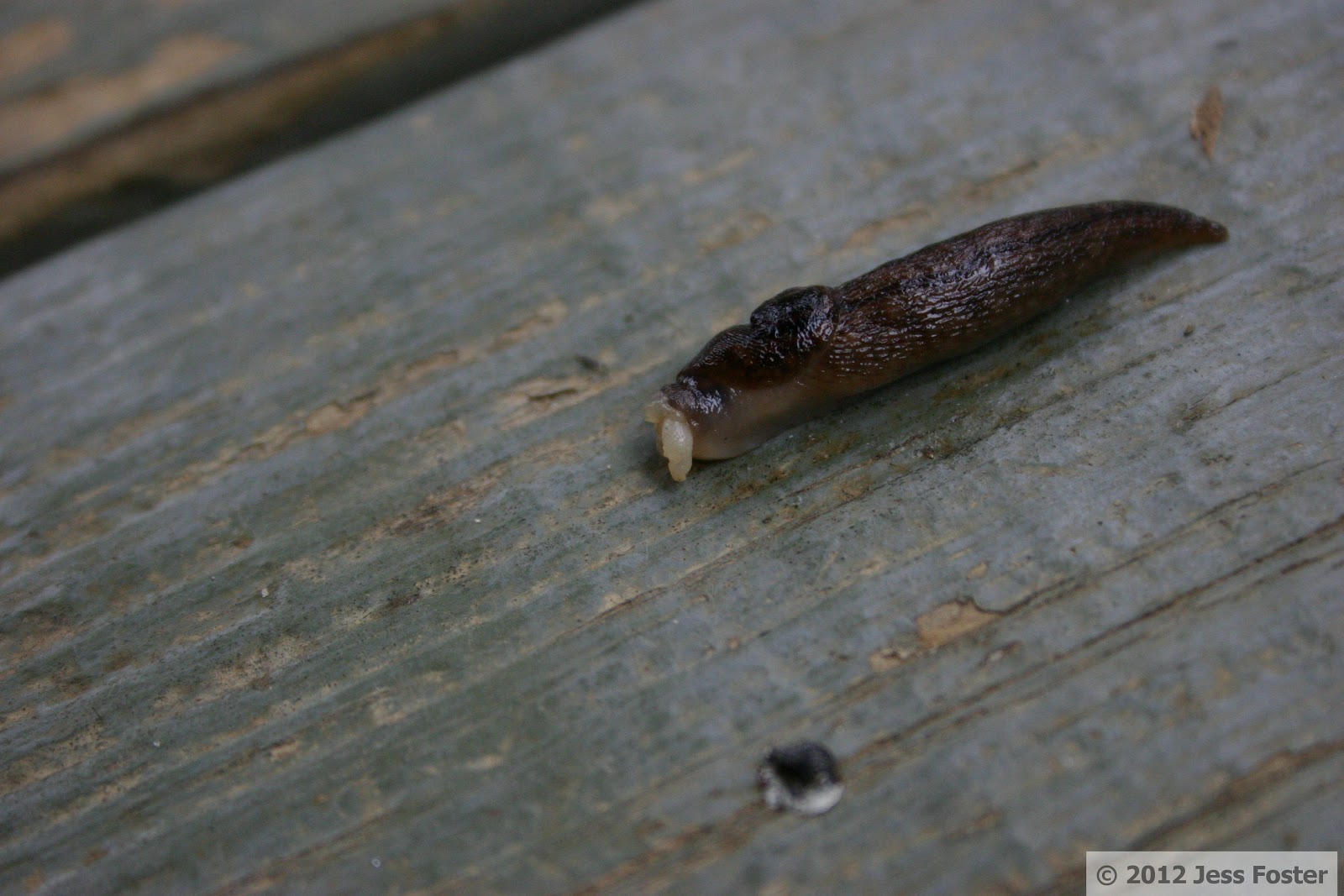 Sluggin' Along: Infected Slugs: Case #5
