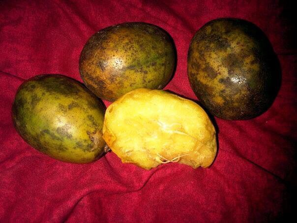 Msaada wa jina la Embe ng'ong'o kwa kiingereza - JamiiForums